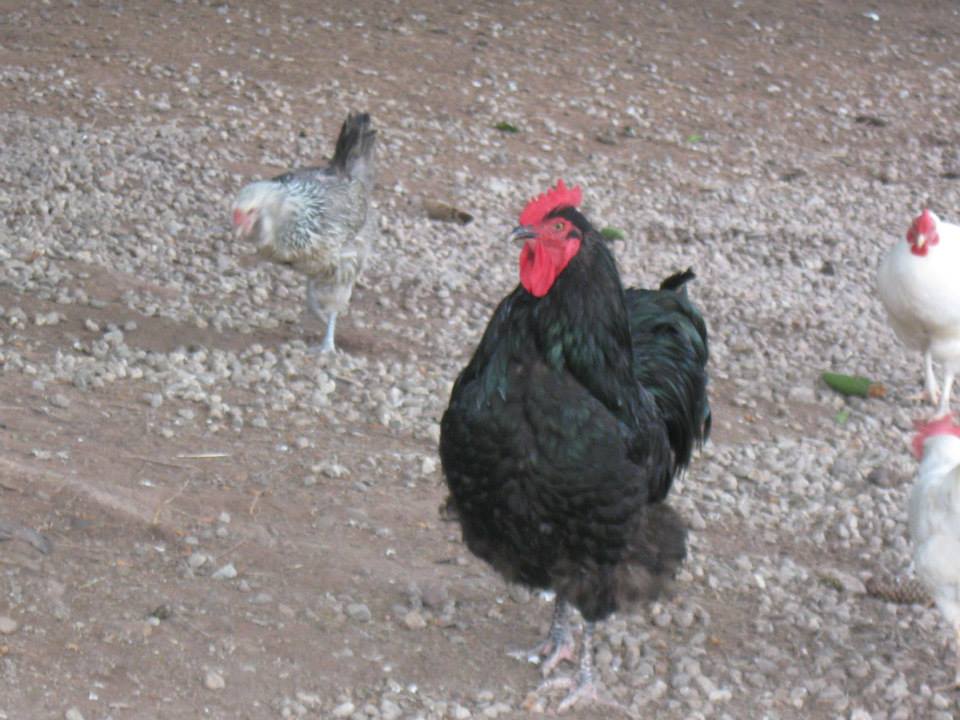 Livestock at Nadeau Farm - Nadeau Farm